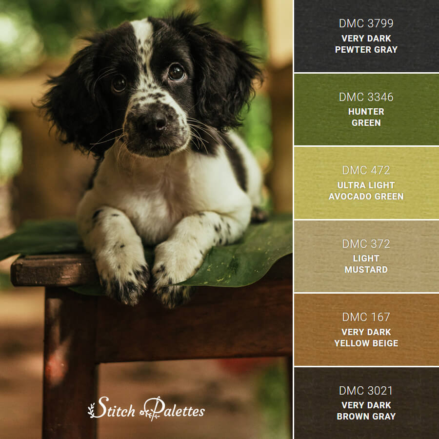 Animals & Pets Color Matching